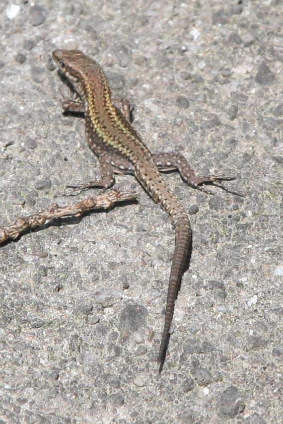 Lizard | Portugal Travel Guide